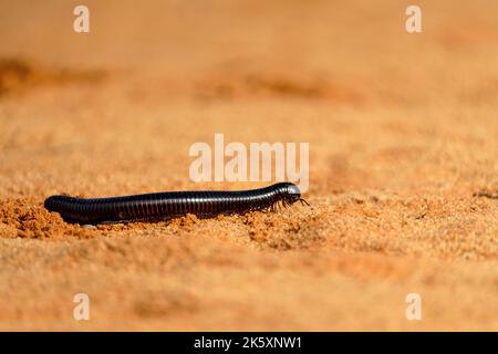 Shongololo, giant millipede (Archispirostreptus gigas) crossing red ...