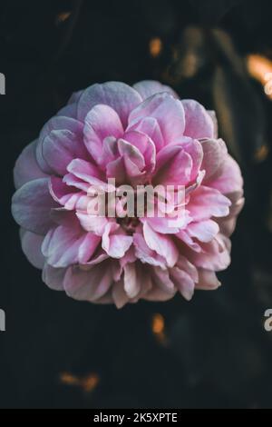 A vertical shot of a beautiful pink flower in a garden Stock Photo - Alamy