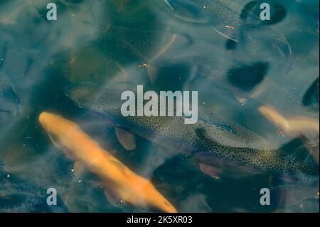 Karelian and golden trout swim in mountain rivers, artificial breeding ...