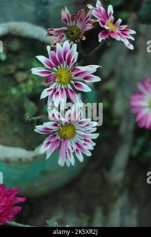 Vertical shot of blooming African daisies in a field Stock Photo - Alamy