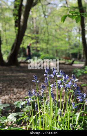 Spring weather in Highgate Wood in north London, UK Stock Photo - Alamy