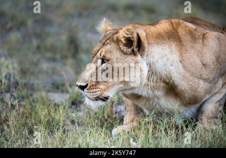 Majestic African lioness Queen of the jungle Stock Photo - Alamy
