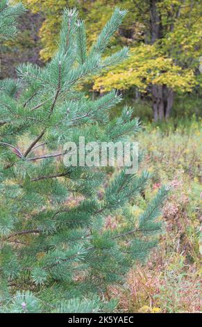 Green Foliage of an Evergreen Scots Pine Shrub (Pinus sylvestris 'Gold ...
