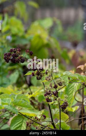 Woody shrub of Eleutherococcus senticosus or Siberian ginseng or ...