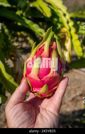 Plantation of dragon fruit cactus plants near Paphos, blossom and ...