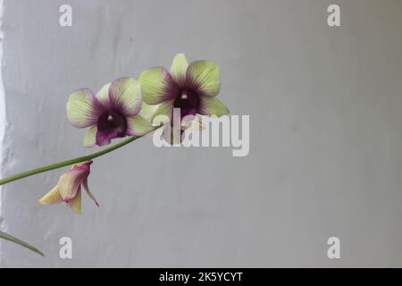 Dendrobium bigibbum, commonly known as the Cooktown orchid or mauve ...