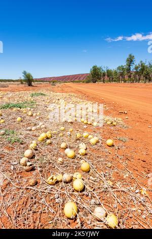 Paddy Melons (Cucumis myriocarpus), Northern Territory, Australia Stock ...