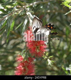 Dainty Swallowtail on a red hot poker flower Stock Photo - Alamy