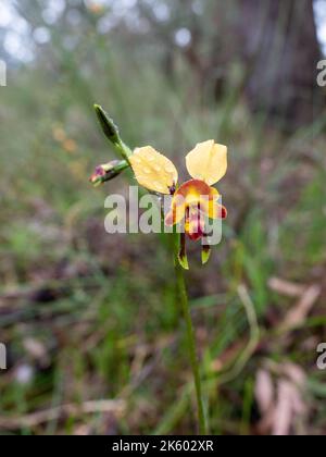Donkey Orchid Flower Stock Photo - Alamy