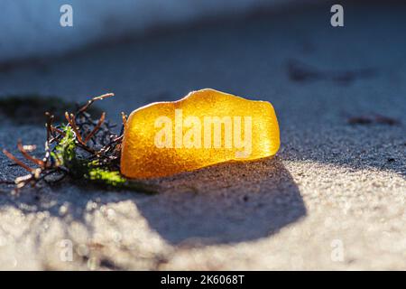 Beautiful big piece of yellow amber among black and green seaweed or ...