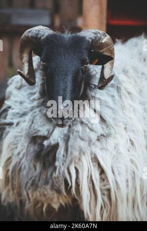 cattle farming pedigreed ram rural household Stock Photo - Alamy