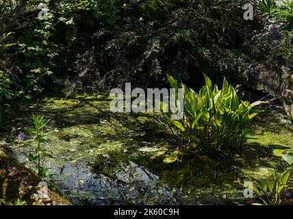 Innsbruck botanic gardens Stock Photo - Alamy