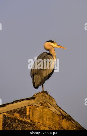 Heron, Hebden bridge, West Yorkshire Stock Photo - Alamy