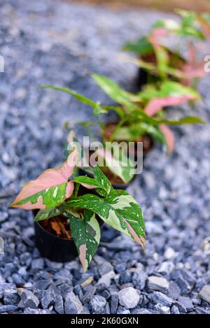 syngonium red spot tricolor in the pot Stock Photo - Alamy
