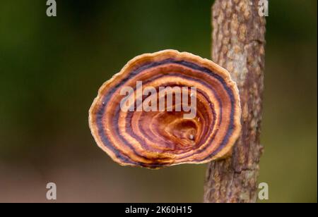 Banded funnel-shaped Australian fungi,Yellow-footed Polypore ...