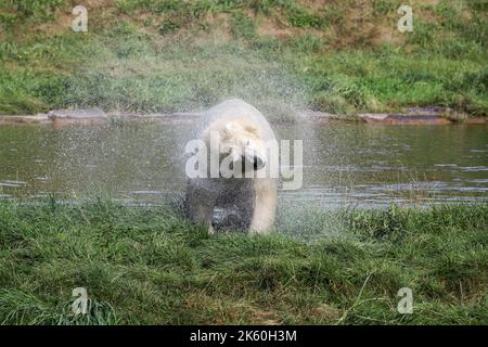 Polar bear coming out of the water dripping wet after a swim Stock ...