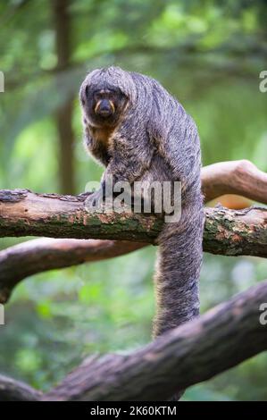 White-faced Saki (Pithecia pithecia) in Frankfurt am Main zoo Stock ...