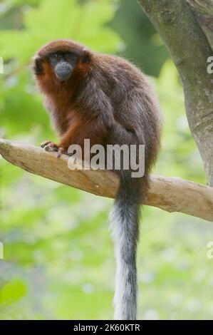 Coppery titi monkey Callicebus cupreus Stock Photo - Alamy