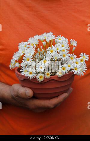 Stone plant. Conophytum cubicum Stock Photo - Alamy