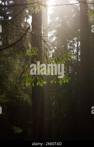 A vertical closeup of a forest flooded with sun rays, the grass around ...