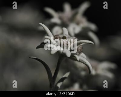 alpine star flower detail close up edelweiss in dolomites Stock Photo ...