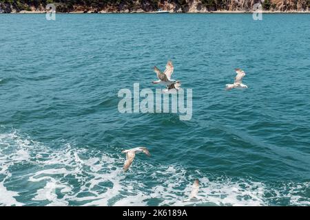 wild seagulls flying over blue sea against grey sky with clouds,stock ...
