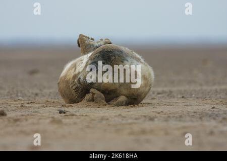 A funny seal pup laying on ground Stock Photo - Alamy