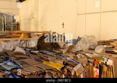 The cat is basking in the rays of the evening sun, lying on a stack of ...