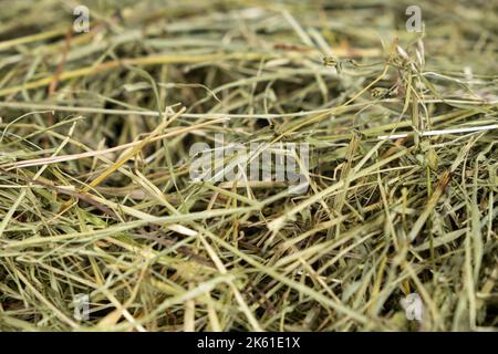 Hay from ecologically clean meadow grasses for feeding guinea pigs ...