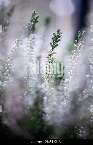 A close-up image of Calluna vulgaris, commonly known as heather ...