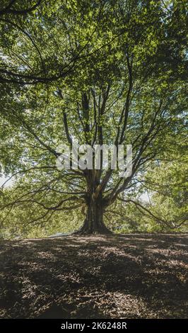 A vertical shot of a lonely tree with blue sky in the background Stock ...