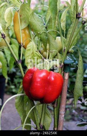 red peppers grown in garden and pumpkin in season - england Stock Photo ...