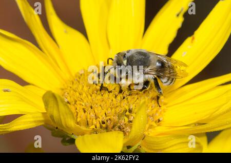 Leafcutter Bee, Megachile policaris, male foraging on Maximilian ...