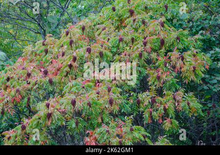 Winged Sumac, Rhus copallinum, in Fall with fruit Stock Photo - Alamy