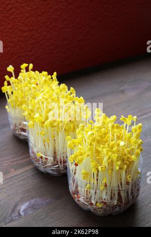 Radish Daikon microgreens growing in a plastic punnet Stock Photo - Alamy