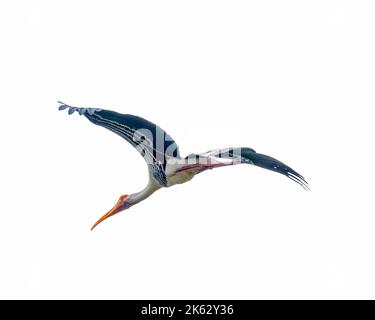 A Painted stork flying in sky a arrow Stock Photo - Alamy