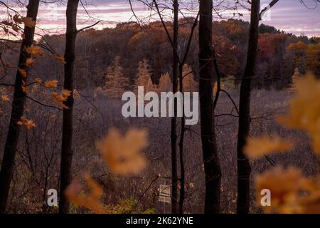 Minnesota Landscape Arboretum, yellow autumn leaves, foliage changing ...