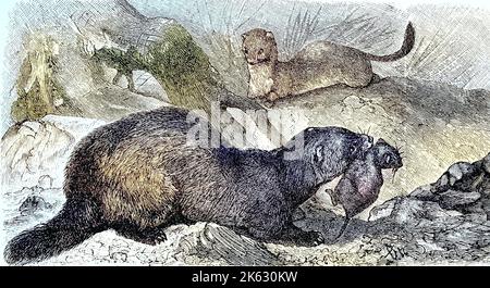 Digital improved reproduction, European polecat, Mustela putorius ...