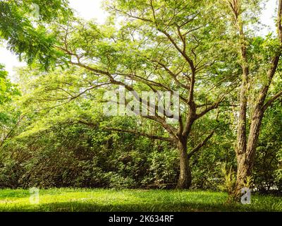 Beautiful giant tree with greens around in the Natural reserve from ...