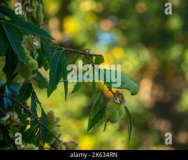 Ringneck Parakeet sat in the trees at bushy park Stock Photo - Alamy
