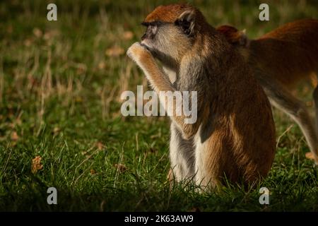Cercopithecini hairy animal monkey on green grass in sunny fresh ...
