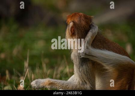 Cercopithecini hairy animal monkey on green grass in sunny fresh ...
