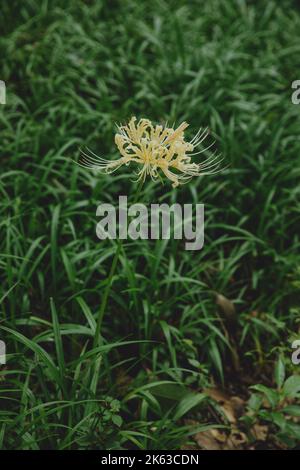 Golden Spider-lily (Lycoris aurea) Plantae Stock Photo - Alamy