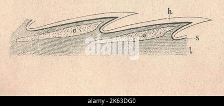 Antique engraved illustration of the sand lizard viscera. Vintage ...