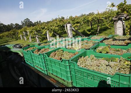 A tractor loaded with boxes with bunches of grapes to make Albariño ...