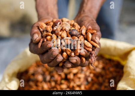 Cocoa beans in the hands of a farmer on the background of bags Stock ...