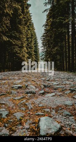Vertical shot of a beautiful cobblestone path surrounded by trees on a ...