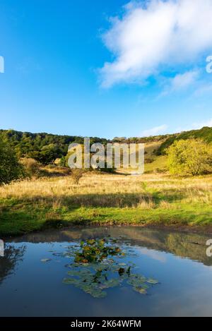 Kingley Vale, Kingley Vale National Nature Reserve, a grove of ancient ...