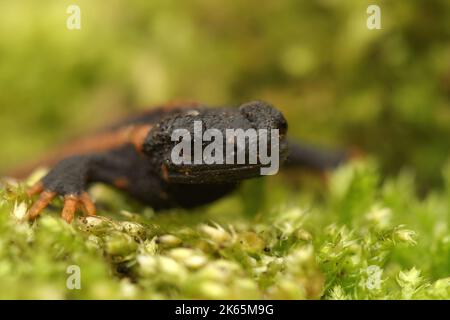 Closeup on a gorgeous juvenile of the endangered Chinese Red-tailed ...