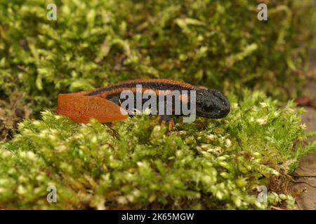 Closeup on a gorgeous juvenile of the endangered Chinese Red-tailed ...